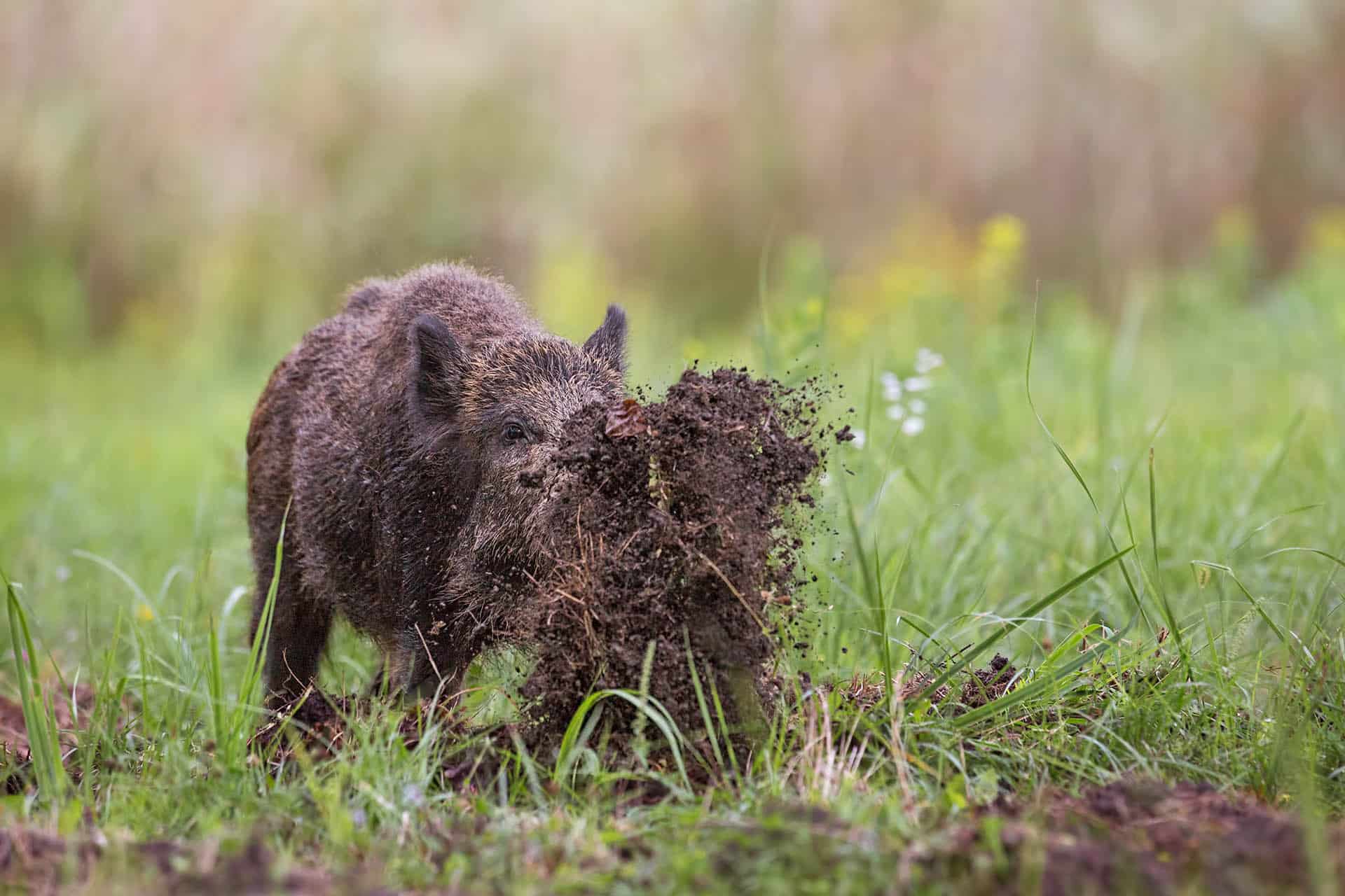 Exclusion Fencing for Hogs: Eliminate Hog Problem