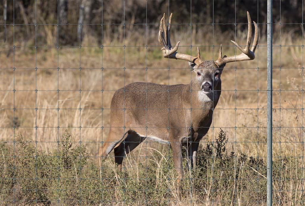 The Best High Game Fence for Trophy Whitetails and Exotics