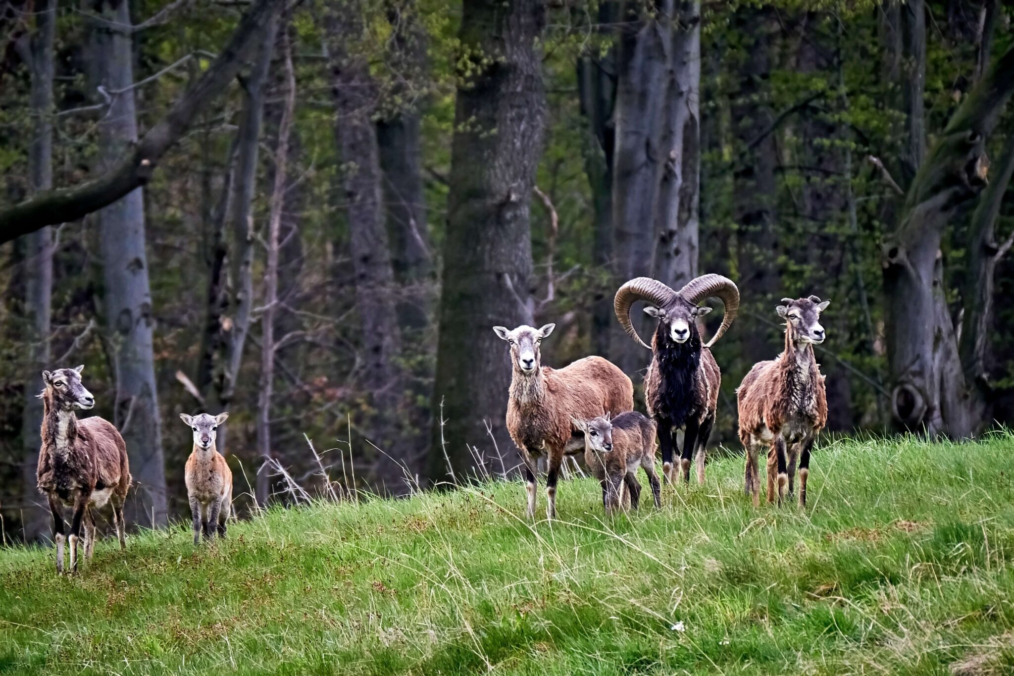 Mouflon Sheep Exotics: Featured Exotic Wildlife - Tejas Ranch & Game Fence
