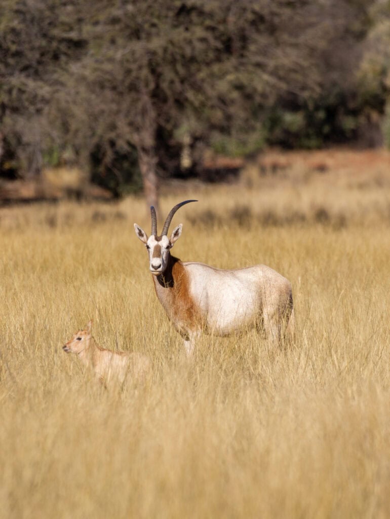 Scimitar Oryx Exotics: Featured Wildlife - Tejas Ranch & Game Fence
