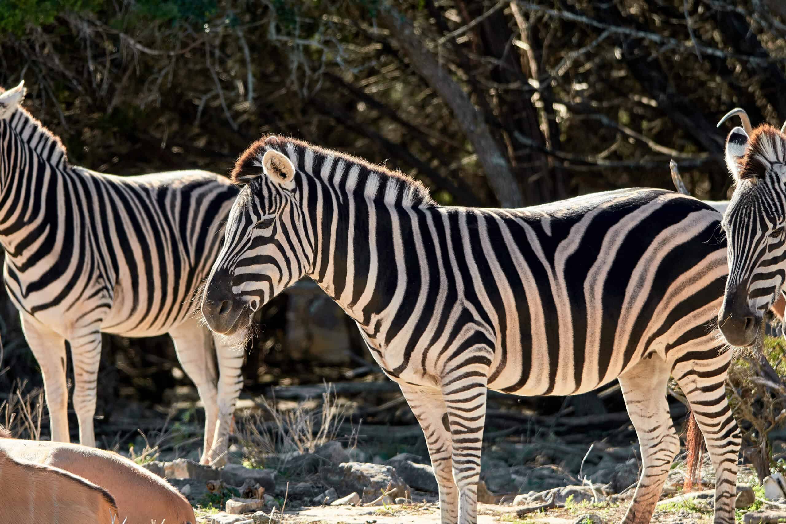 Zebra Exotics: Featured Wildlife - Tejas Ranch & Game Fence