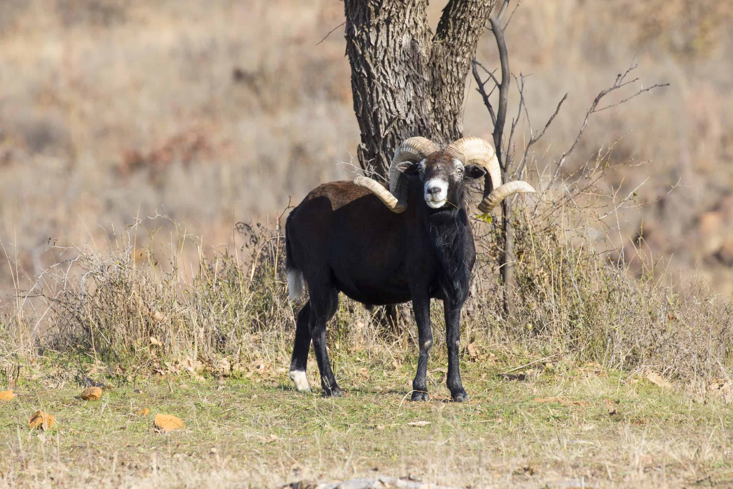 Black Hawaiian Sheep Exotics: Featured Wildlife - Tejas Ranch & Game Fence