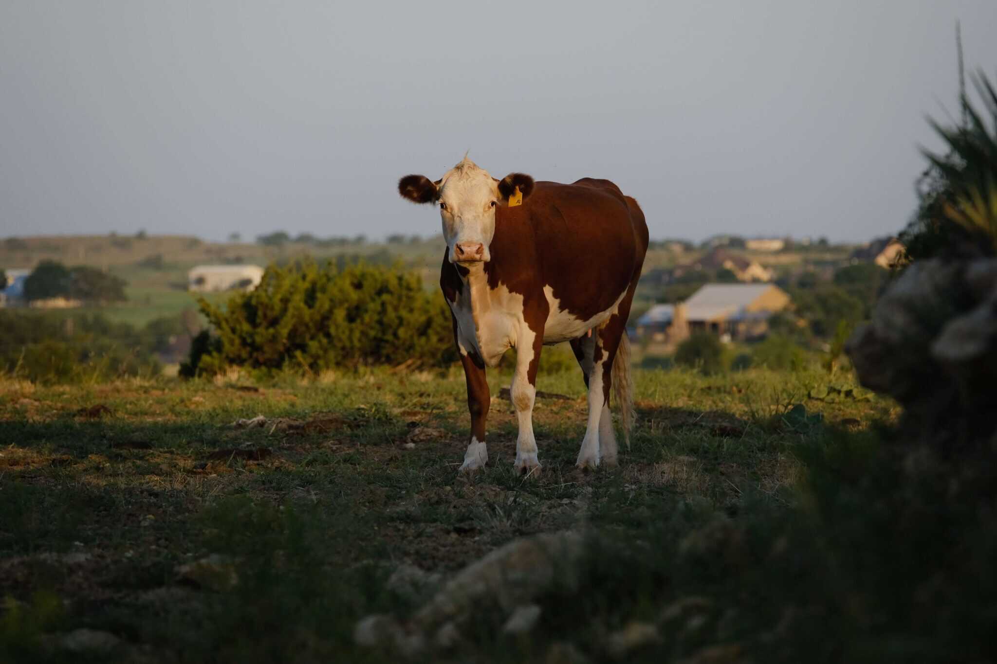 Hereford Cattle: A Great Choice for Your Texas Ranch - Tejas Ranch ...