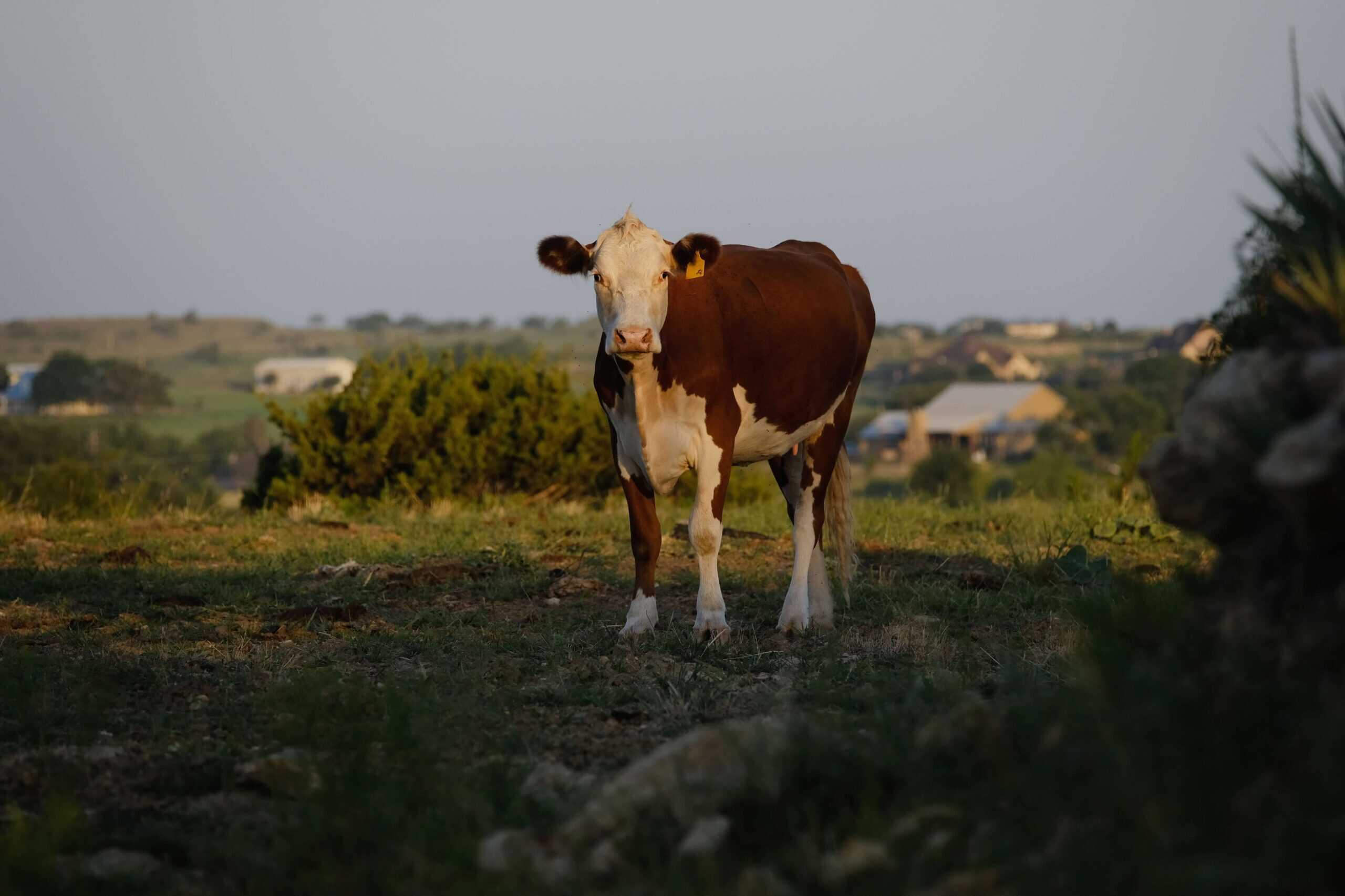 Hereford Cattle: A Great Choice for Your Texas Ranch - Tejas Ranch ...